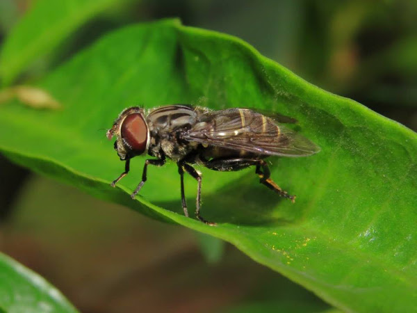 House fly | Project Noah