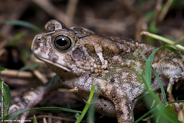 African Common Toad | Project Noah