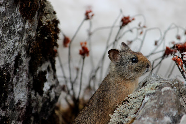 Royle's Pika | Project Noah
