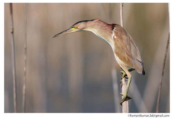 yellow bittern | Project Noah