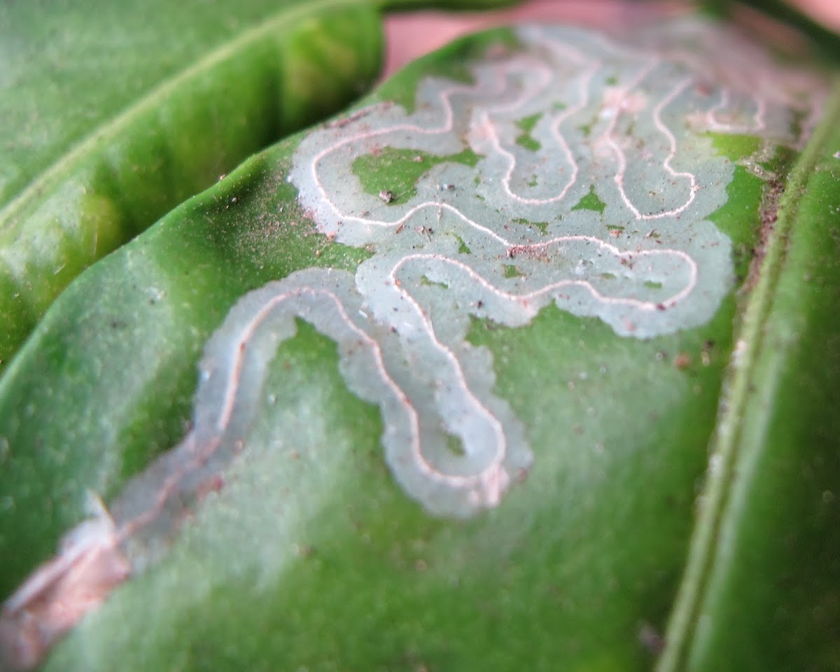 Citrus Leaf Miner | Project Noah