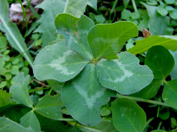 5 leaf clover | Project Noah