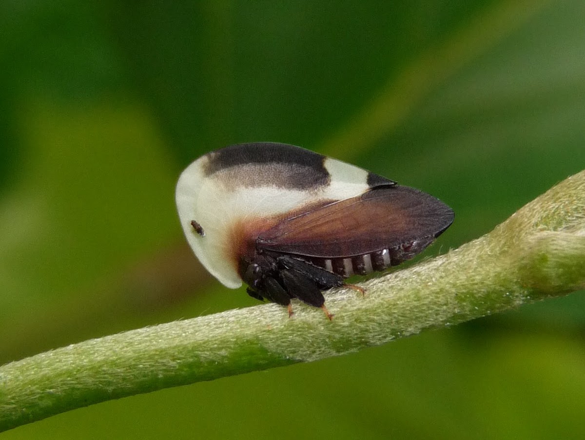 Membracid Treehopper | Project Noah