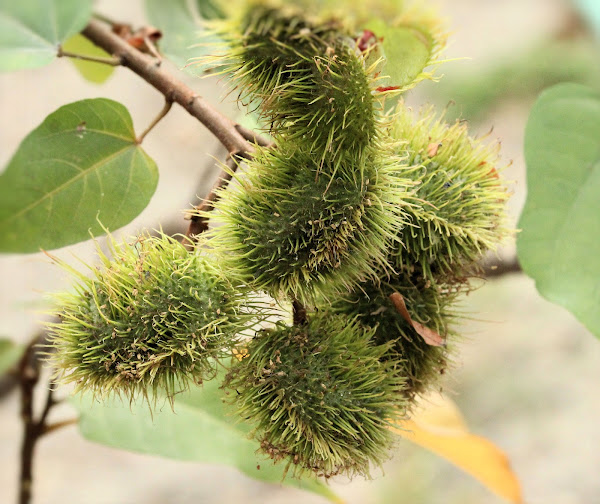 Atsuete or Achuete Plant | Project Noah