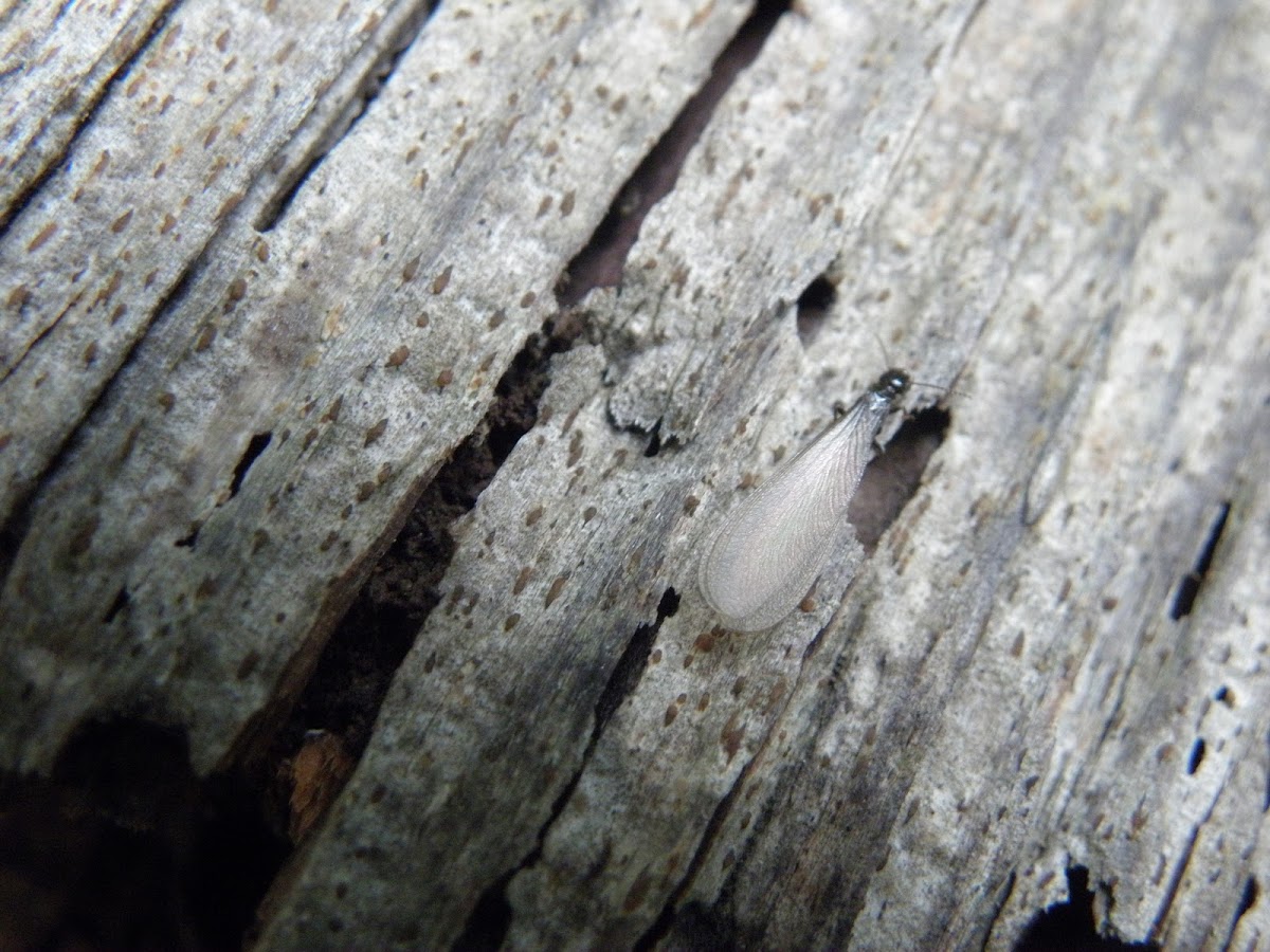 Western Subterranean termites | Project Noah