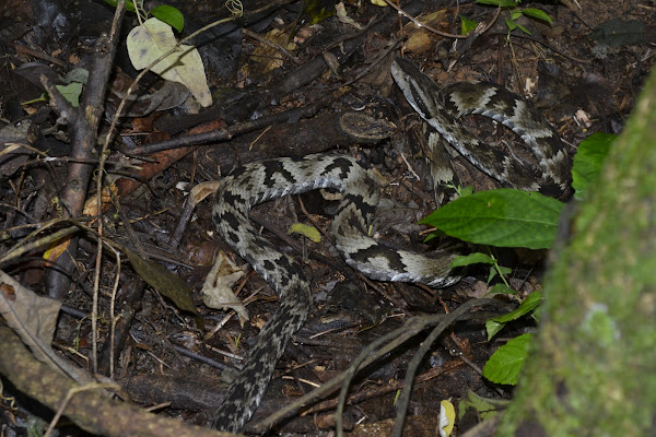 jaracuçu | Project Noah