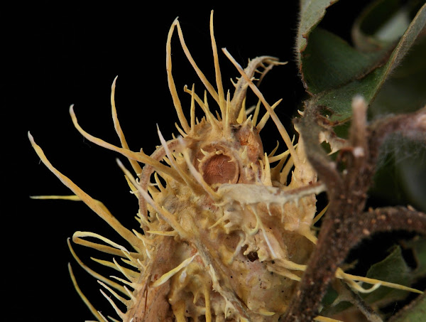 Hawk Moth vs. Cordyceps entomopathogenic fungus | Project Noah