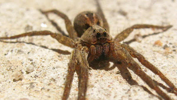 Spider | Project Noah