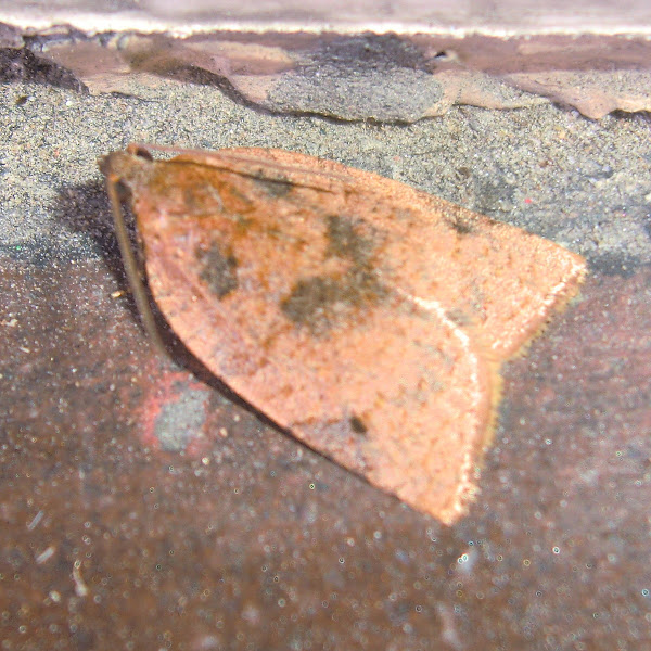 Painted Apple Moth | Project Noah