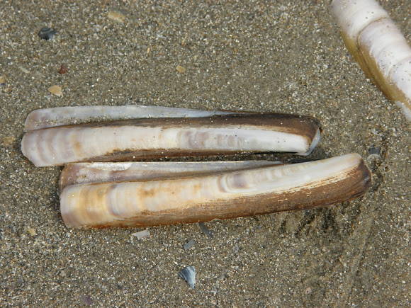 Sword razor | Project Noah