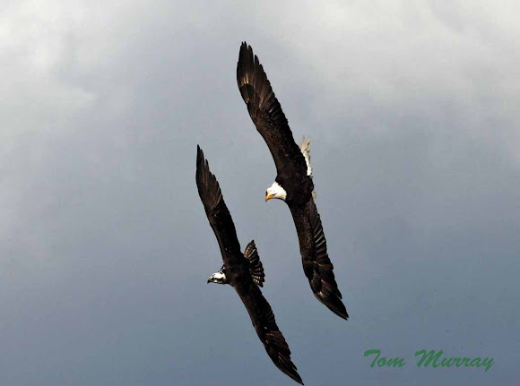 Bald Eagle stealing a fish from Osprey | Project Noah