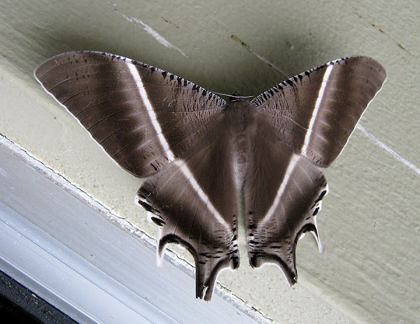 Tropical Swallowtail Moth | Project Noah