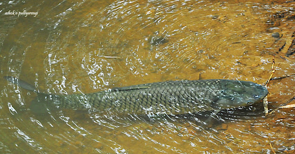 Rohu fish | Project Noah