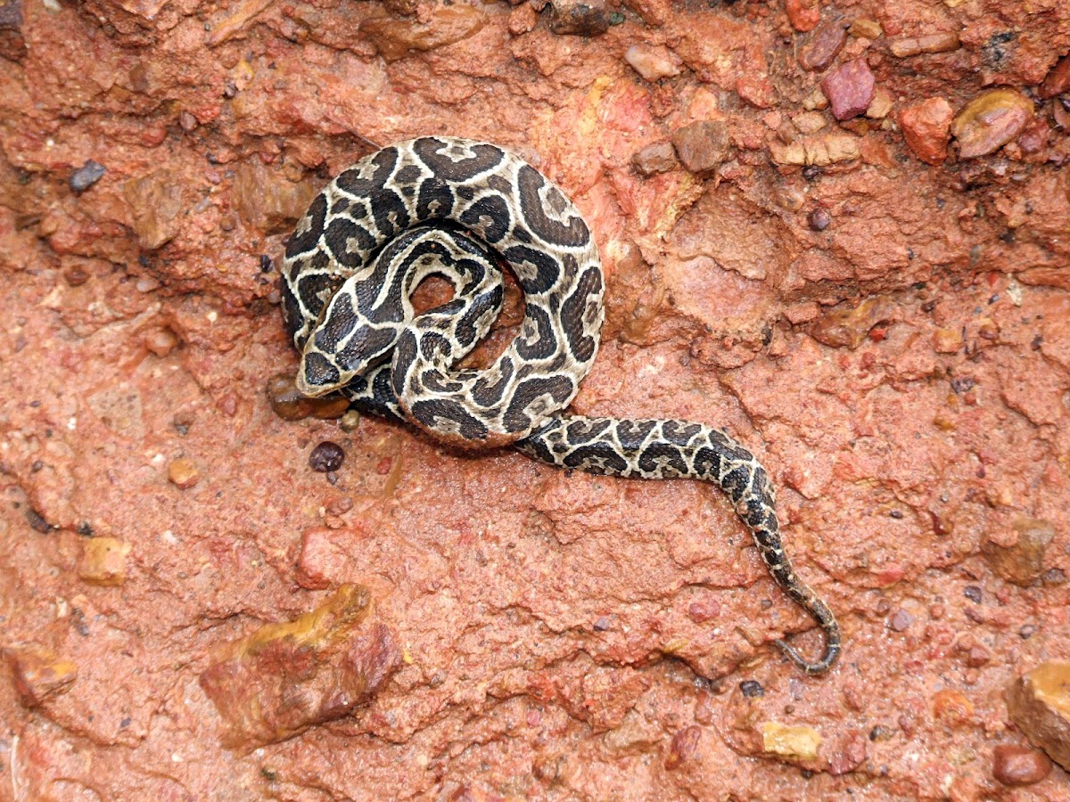 Bothrops alternatus | Project Noah