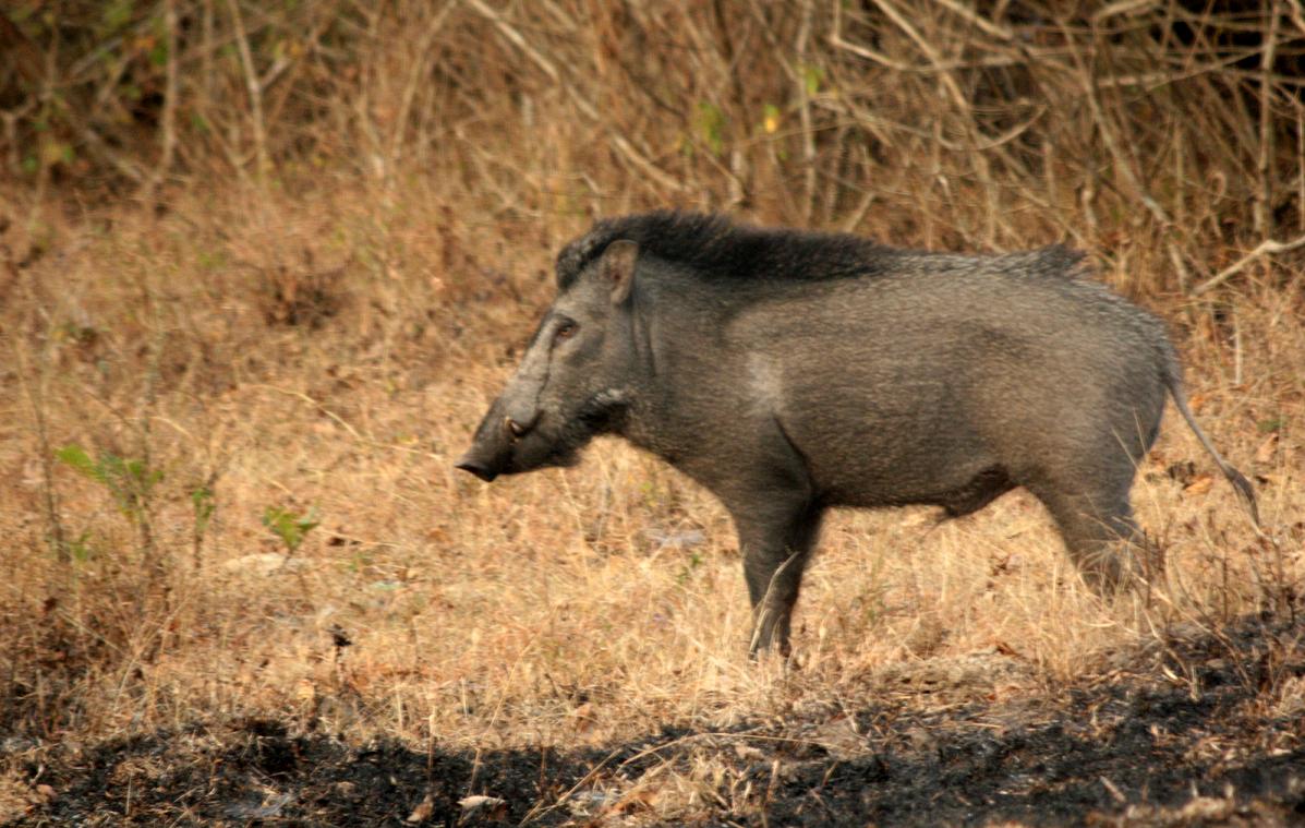 Indian Wild Boar Project Noah