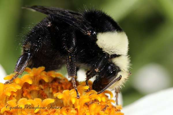 Yellow-faced Bumblebee | Project Noah