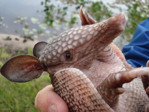 Nine-banded Armadillo | Project Noah