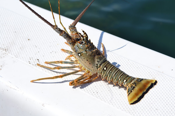 Spiny Lobster? | Project Noah