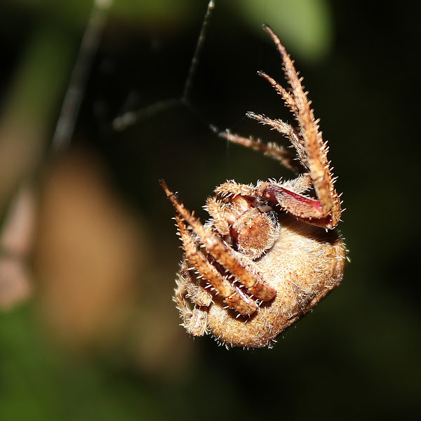 Spiky Hairy Field Spider | Project Noah