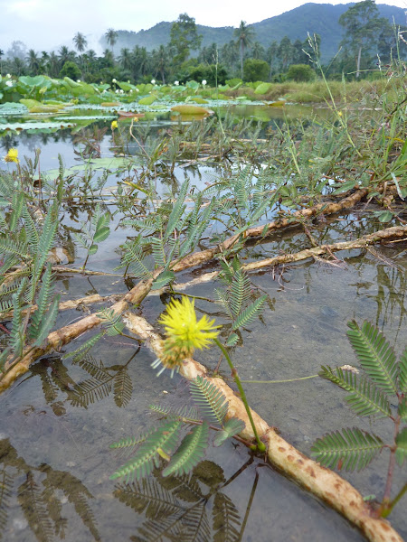 Water Mimosa | Project Noah