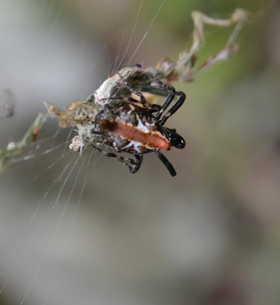 Garbage Line Spider | Project Noah