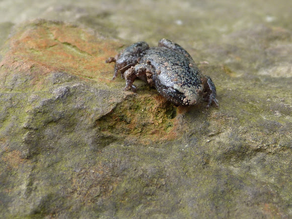 Eastern narrow-mouthed toad | Project Noah