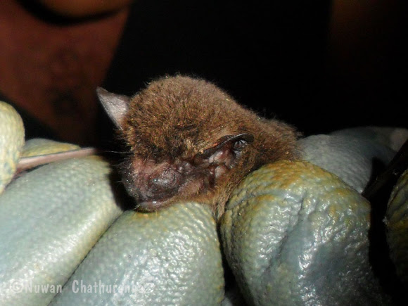 Pipistrelle Bat | Project Noah