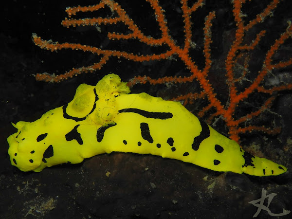 Minor Nudibranch | Project Noah