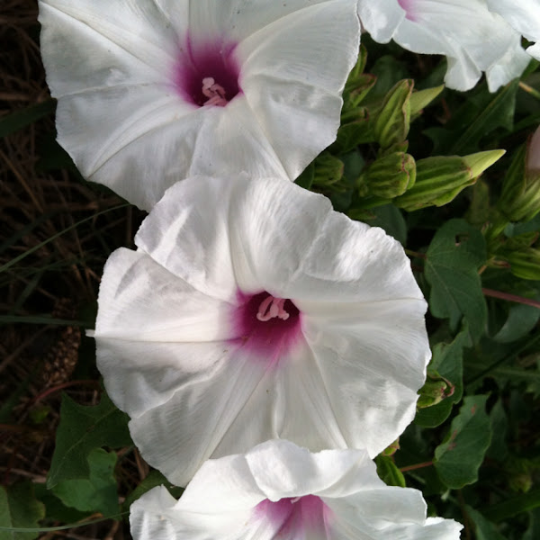 Big Root Morning Glory | Project Noah