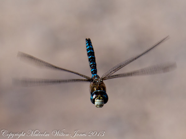 Common Hawker | Project Noah