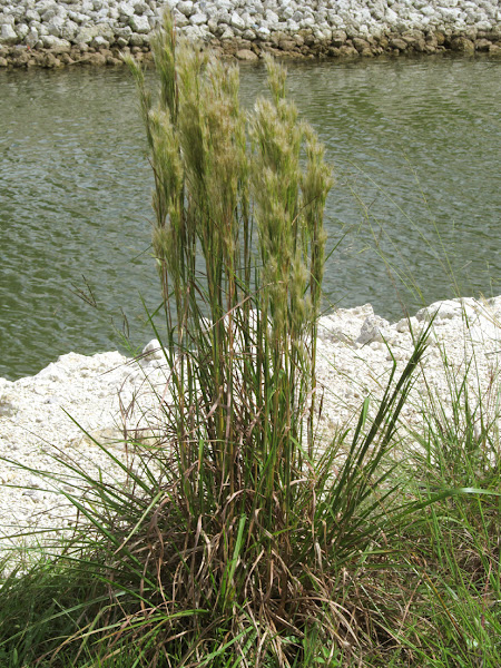 Bushy Bluestem | Project Noah