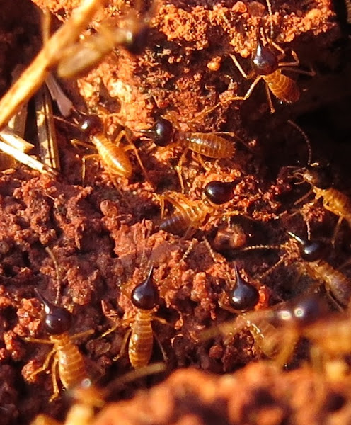 Termite | Project Noah