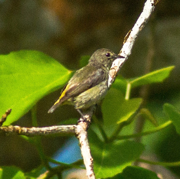 Pygmy Flowerpecker | Project Noah