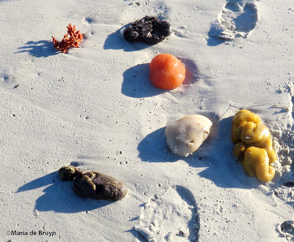 Sea pork | Project Noah