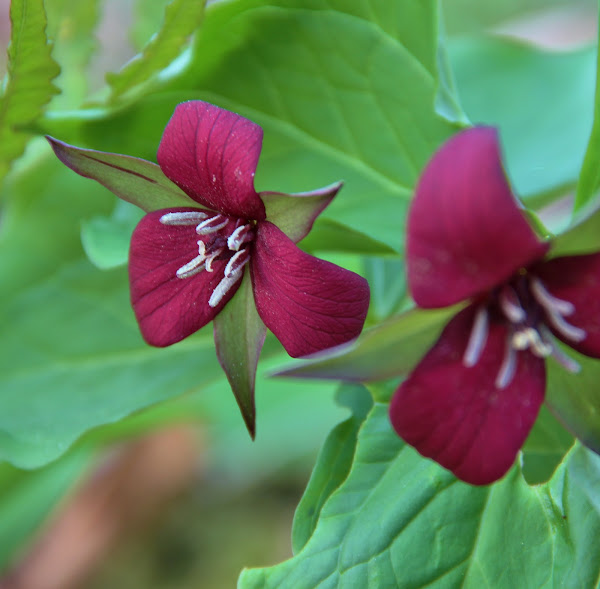 Trillium | Project Noah