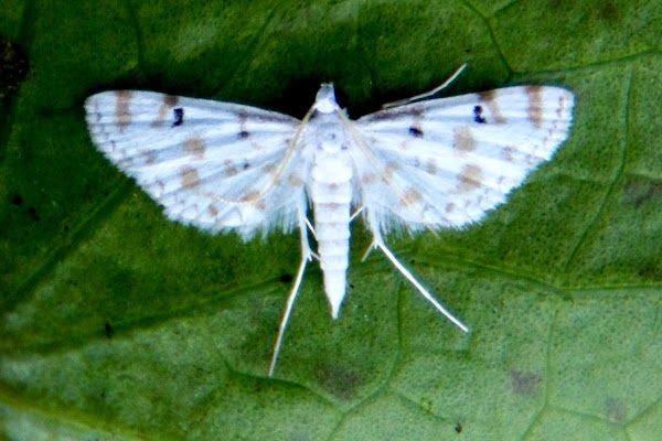 Rice Caseworm Moth | Project Noah