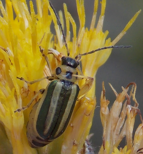 Yellow Rabbitbrush Beetle | Project Noah