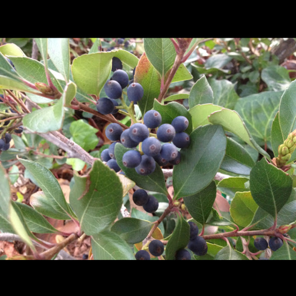 Japanese Hawthorn | Project Noah