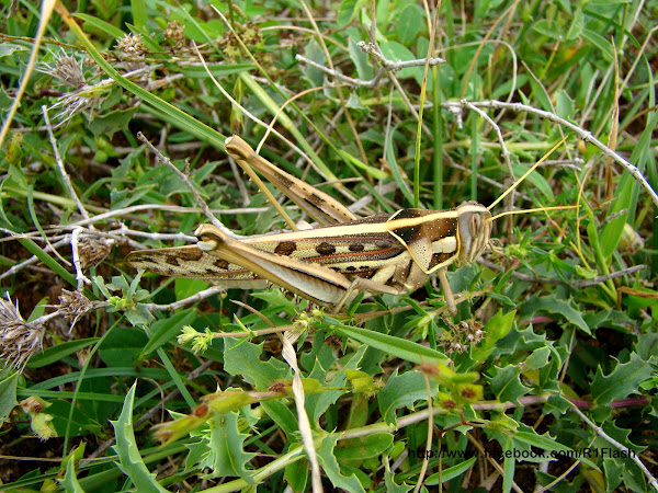 MIGRATORY BIRD LOCUST | Project Noah