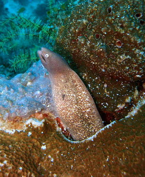 White-eyed Moray Eel | Project Noah