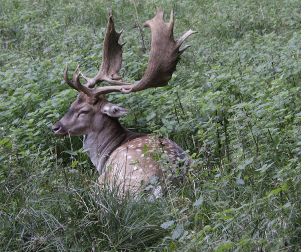 Fallow Deer | Project Noah