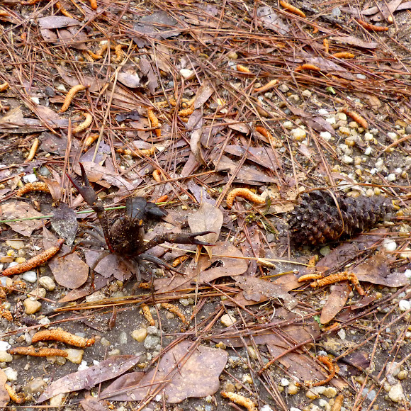 Eastern red swamp crawfish | Project Noah