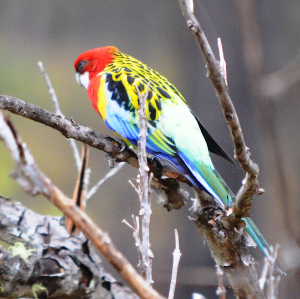 Eastern Rosella | Project Noah