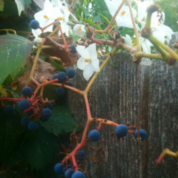 white potato plant | Project Noah