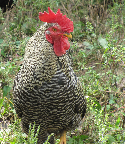 Plymouth Rock Rooster | Project Noah
