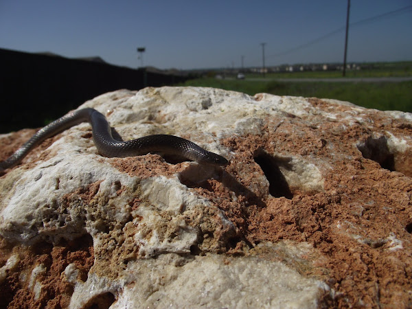 Rough Earth Snake | Project Noah