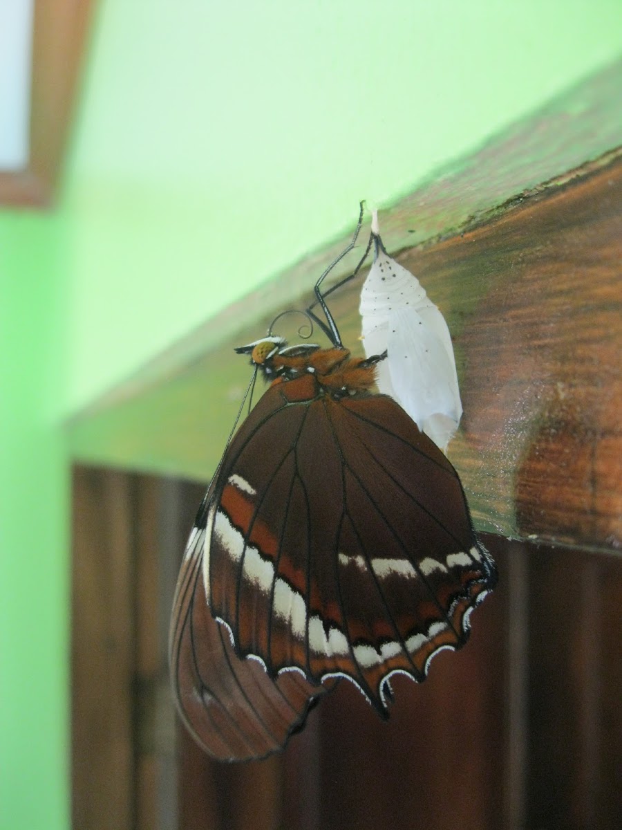 Rusty-tipped Page | Project Noah