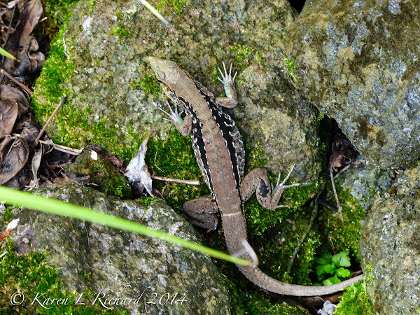 Barred whiptail | Project Noah