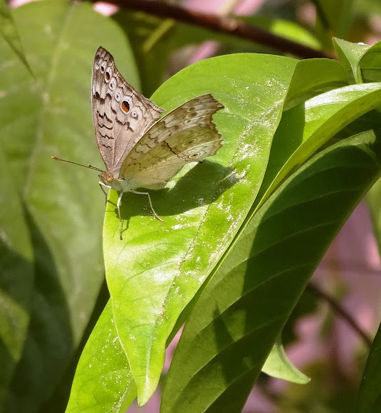Grey Pansy Butterfly | Project Noah