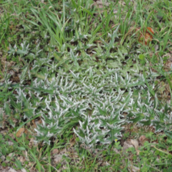 Musk Thistle rosette | Project Noah
